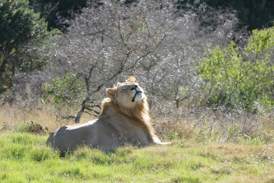 Kariega im Lockdown: Interview mit Mark Rushmere - Genuss Touren