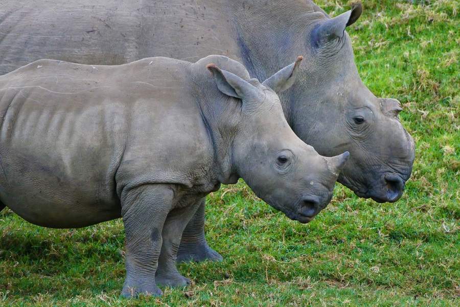 Kariega im Lockdown: Interview mit Mark Rushmere - Genuss Touren